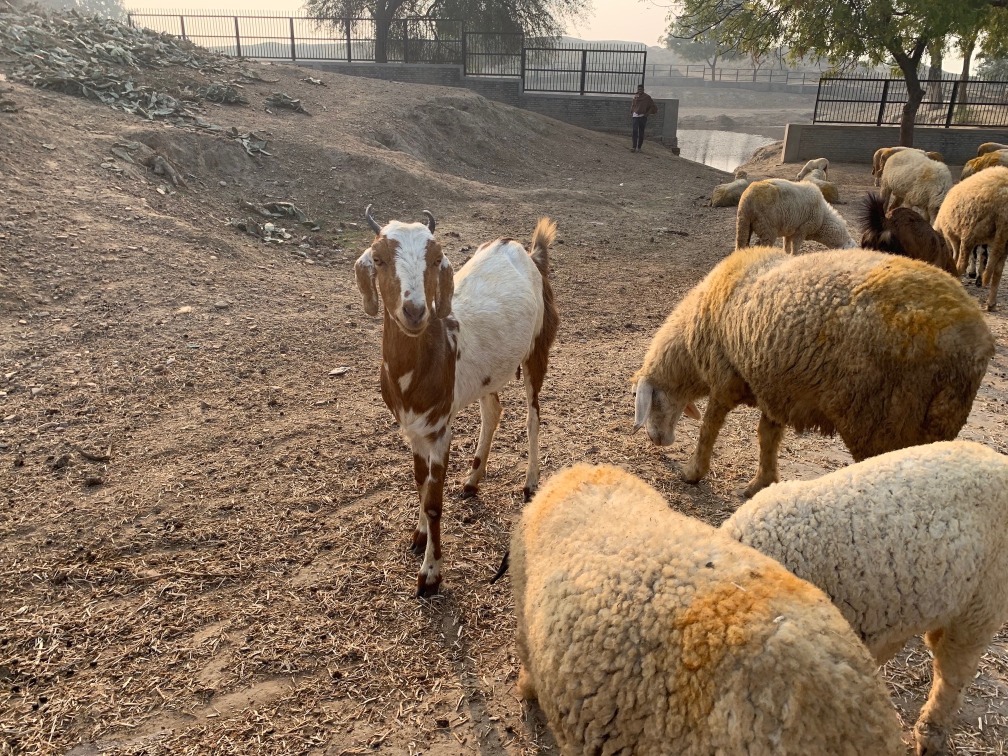 The eighteenth of February 2019 – Goat of the Day