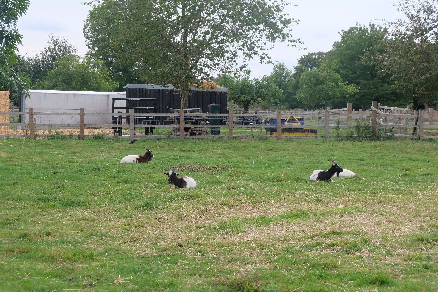 The twenty eighth of April 2020 – Goat of the Day