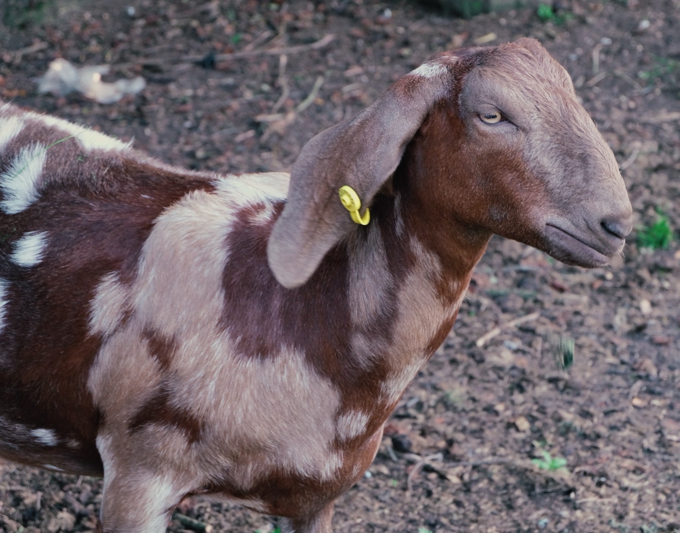 The eighteenth of May 2020 – Goat of the Day