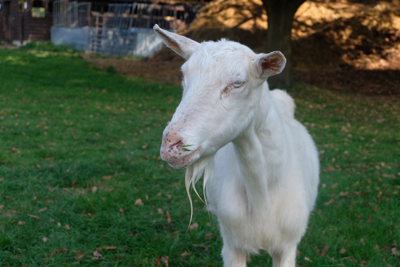Goat of the Day – goats and good vibes